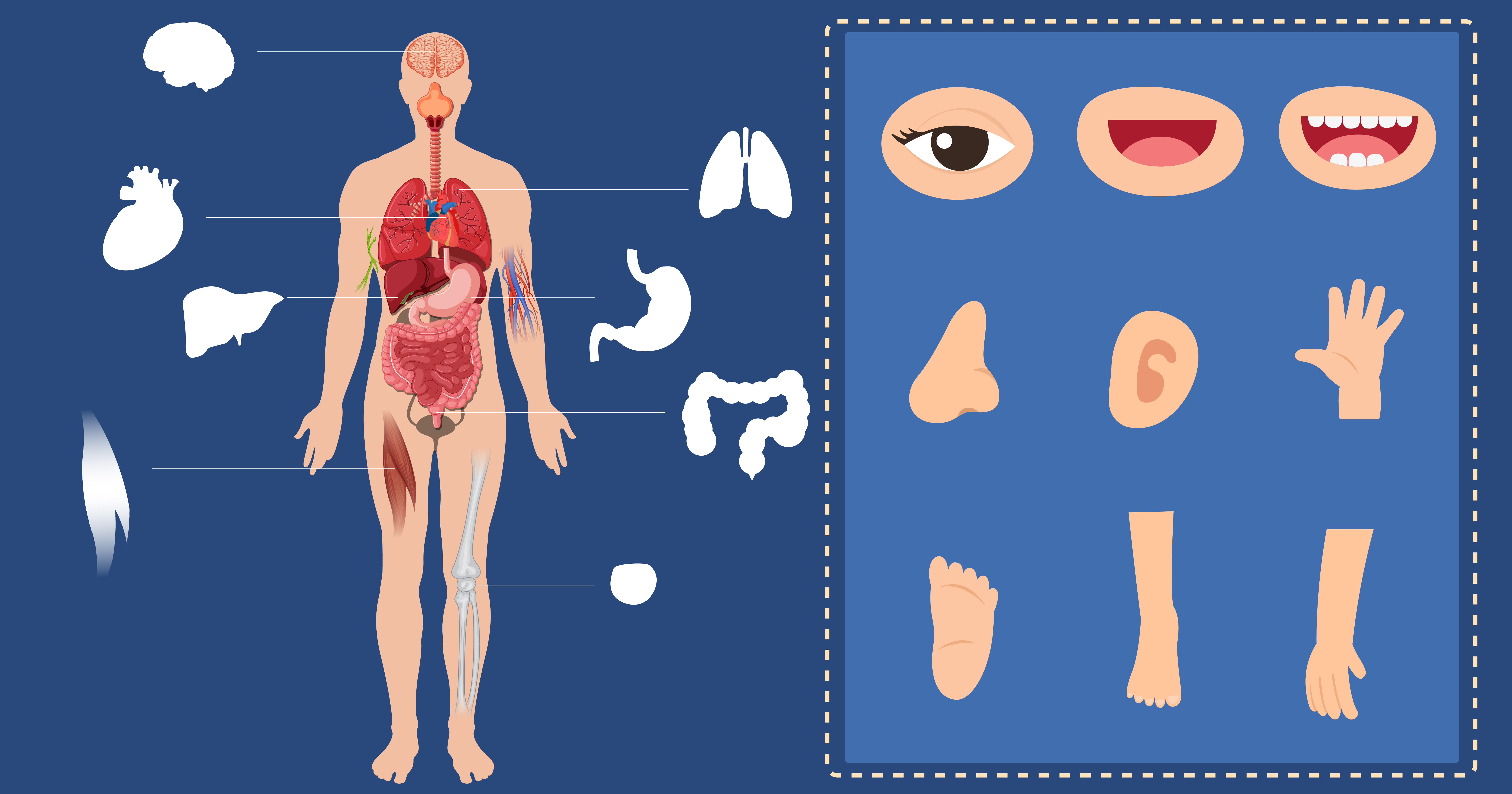 Human Body Parts Image human Body Parts Masterprint Bodeniwasues